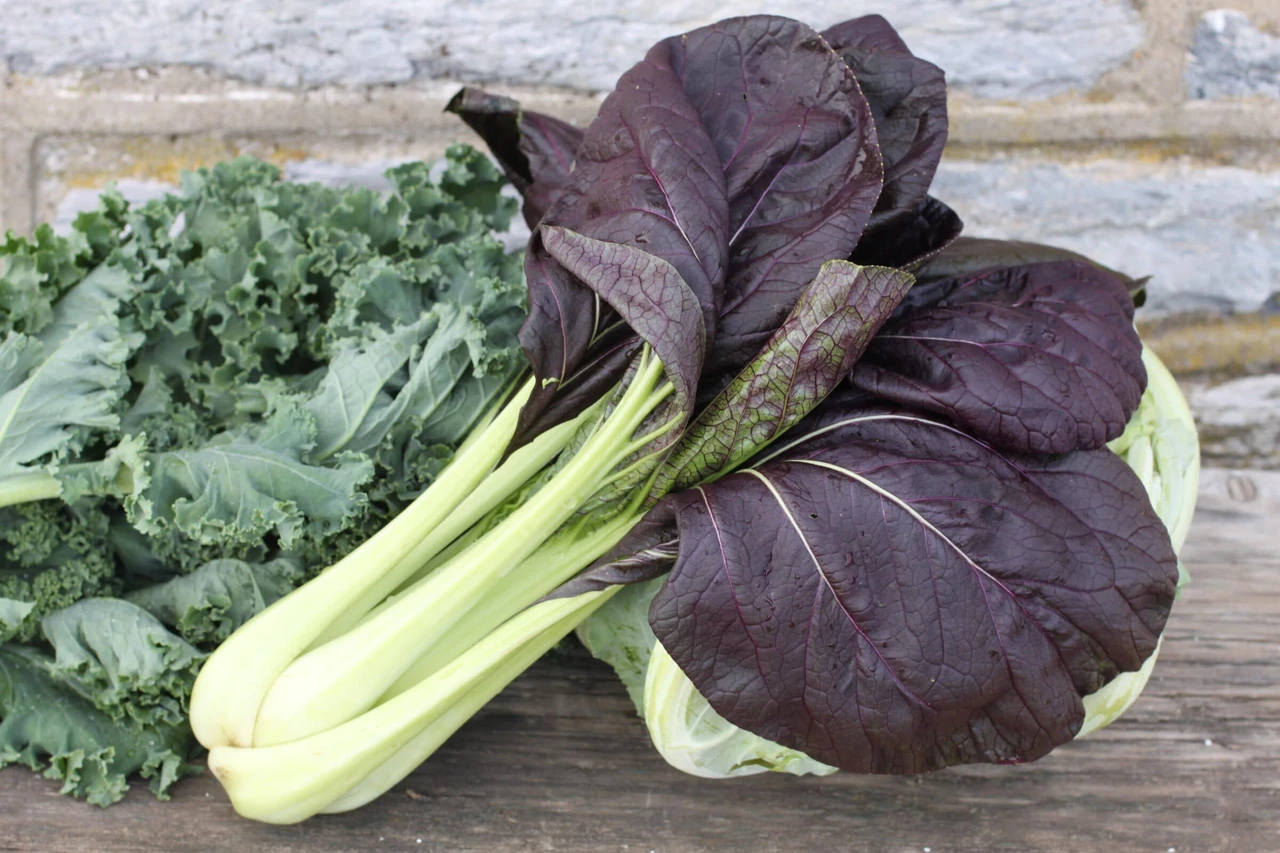 Bok Choy/Pak Choi 'Purple Shanghai H' 300-400 Seeds (Brassica rapa var ...