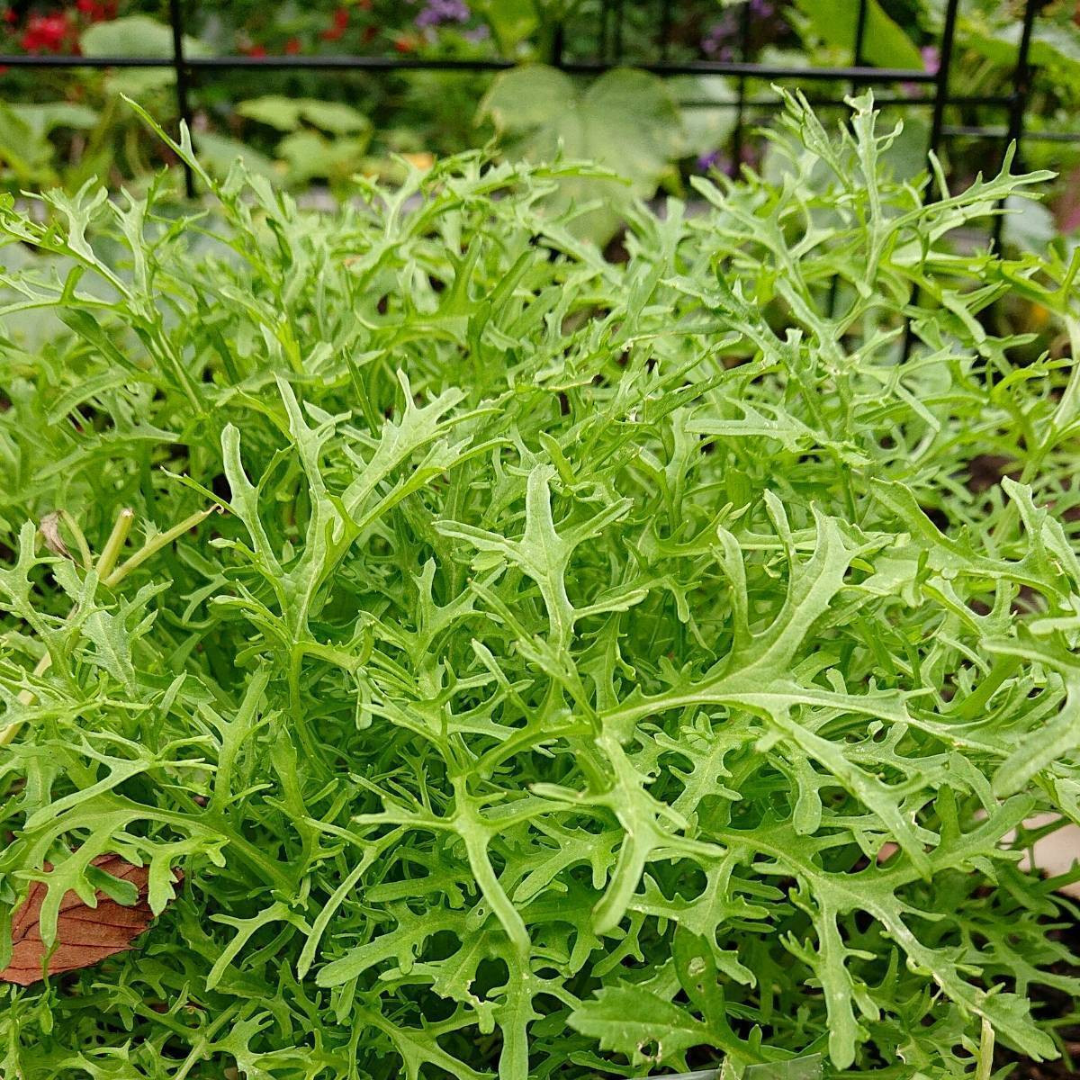 Mustard 'Lime Streaks' 200-300 Seeds (Brassica japonica) Vegetable ...