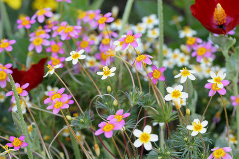 Leptosiphon ‘French Hybrids’, 300 seeds (Linanthus androsaceus) Flower ...