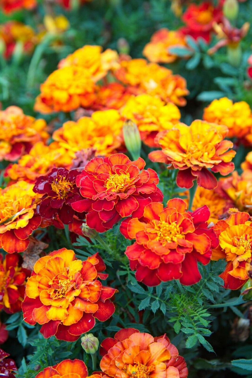 Marigold French 'Bonita Dwarf Mix' 100-150 Seeds (Tagetes patula L ...
