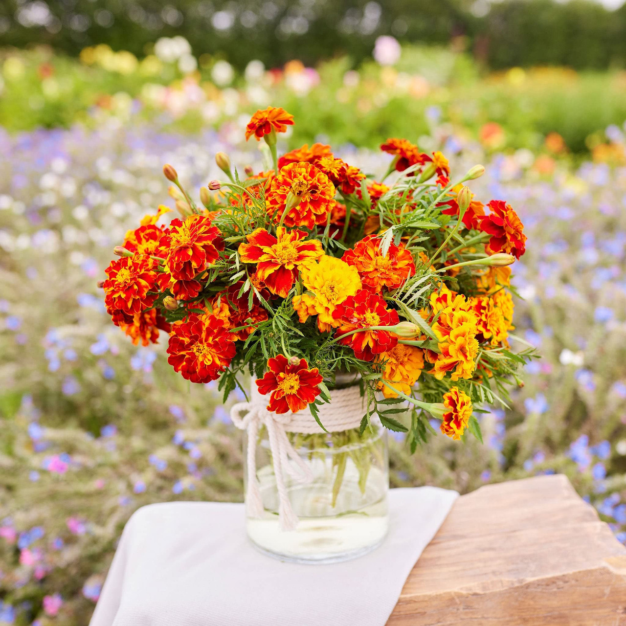 French Marigold 'Bonita Dwarf Mix' 100-150 Seeds Flower Heirloom ...