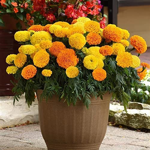 African Marigold 'Sunset Giant Double Mix' 100-150 Seeds Flower ...
