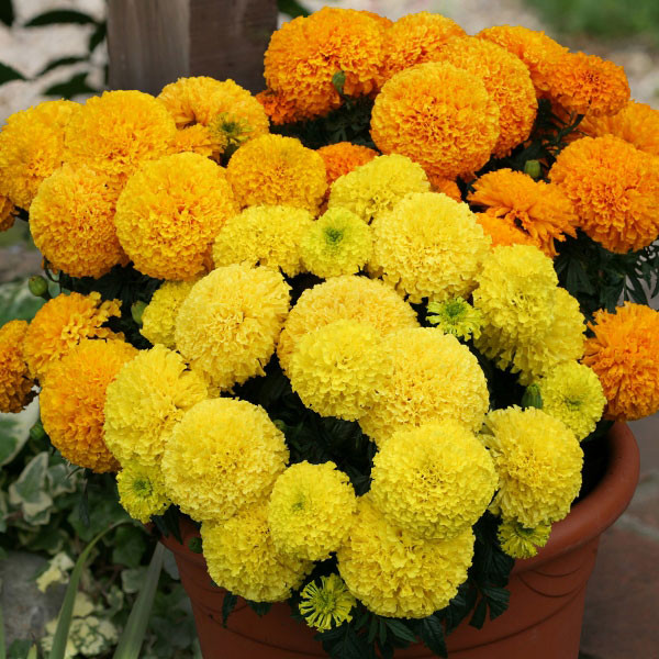 African Marigold 'Sunset Giant Double Mix' 100-150 Seeds Flower ...