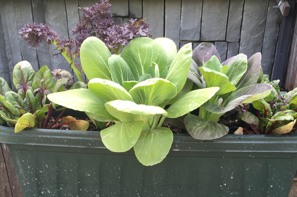 Growing Salad Greens in Window Boxes - theseedsmaster