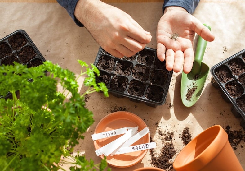 Beginner Lever: Stop Killing your seeds - The 5 Real Reasons ...