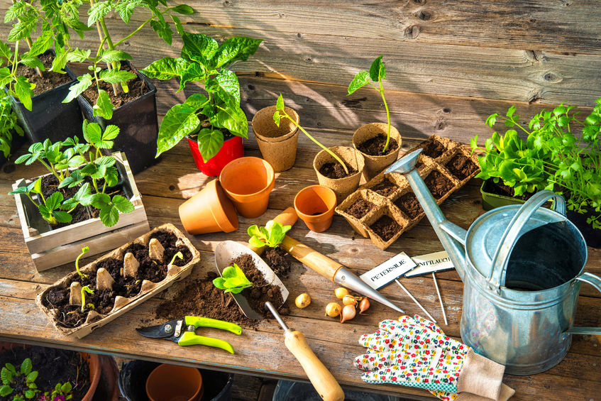 Growing Tips & Instructions - theseedsmaster