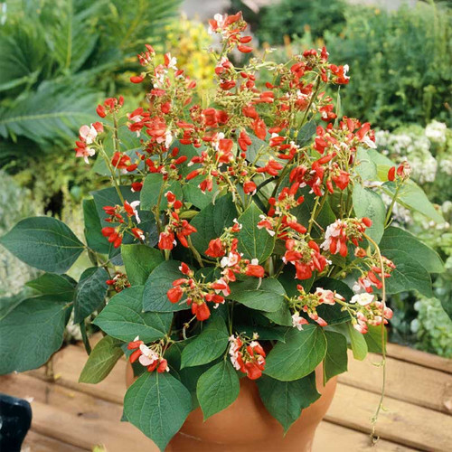 Dwarf Runner Bean 'Hestia' Vegetable Heirloom 5-20 Seeds