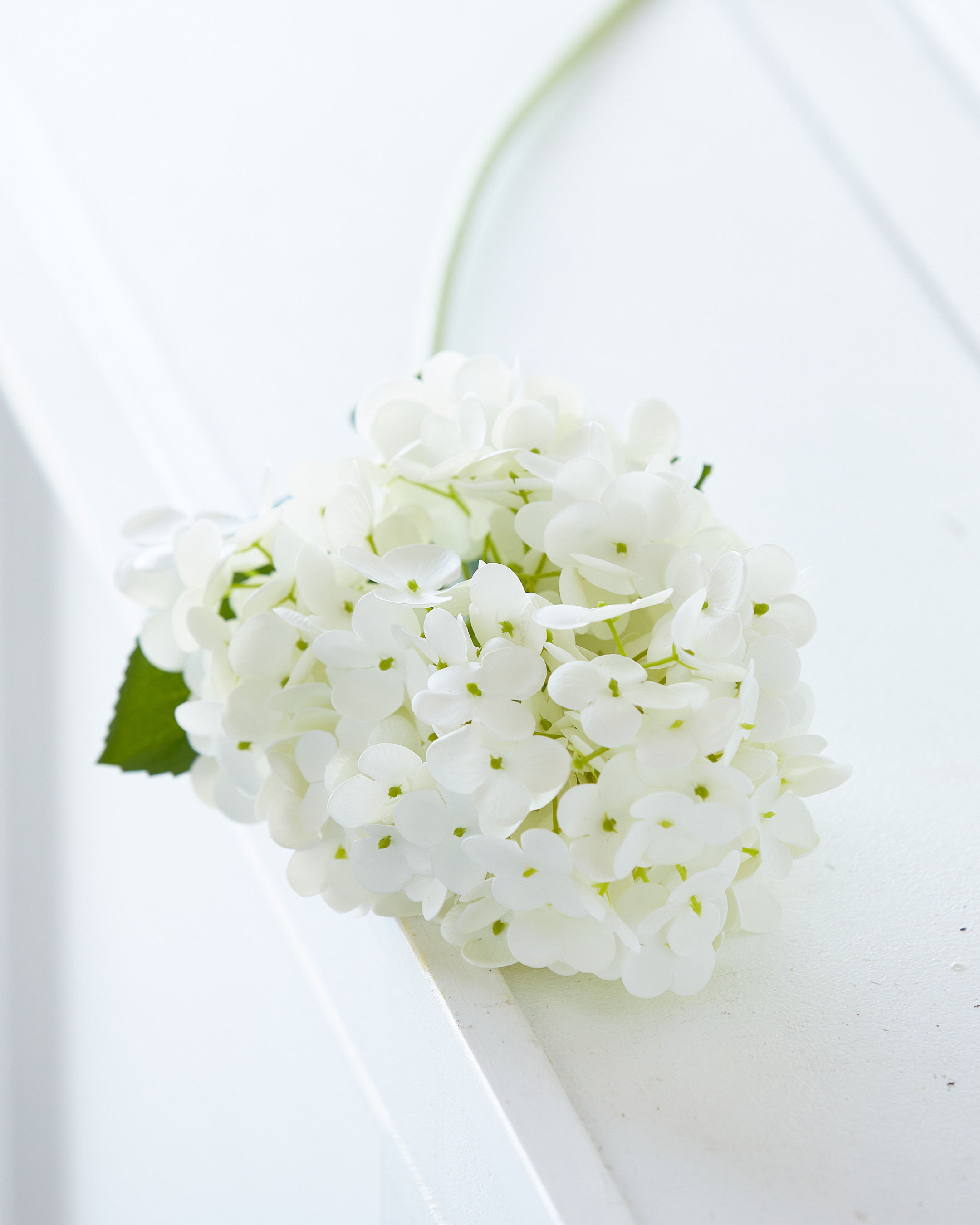 Raz 26" Oval White Rose and Hydrangea Spring Wreath | Raz Imports | Raz ...