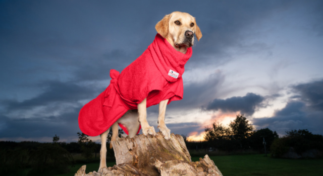 Dogrobes | Dog Drying Coats & Accessories To Dry Wet Dogs