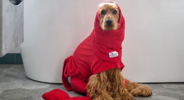 Want to get ahead on the dog drying front? Then get a dog Snood! - Dogrobes