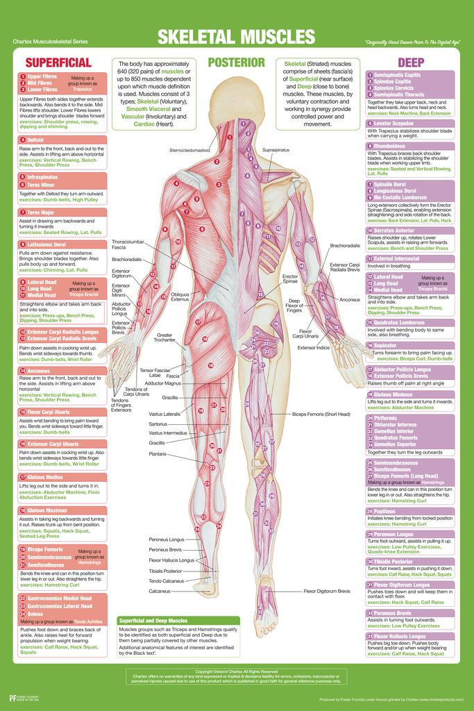 Laminated Skeletal Muscle Anatomy Posterior Poster Nursing School ...