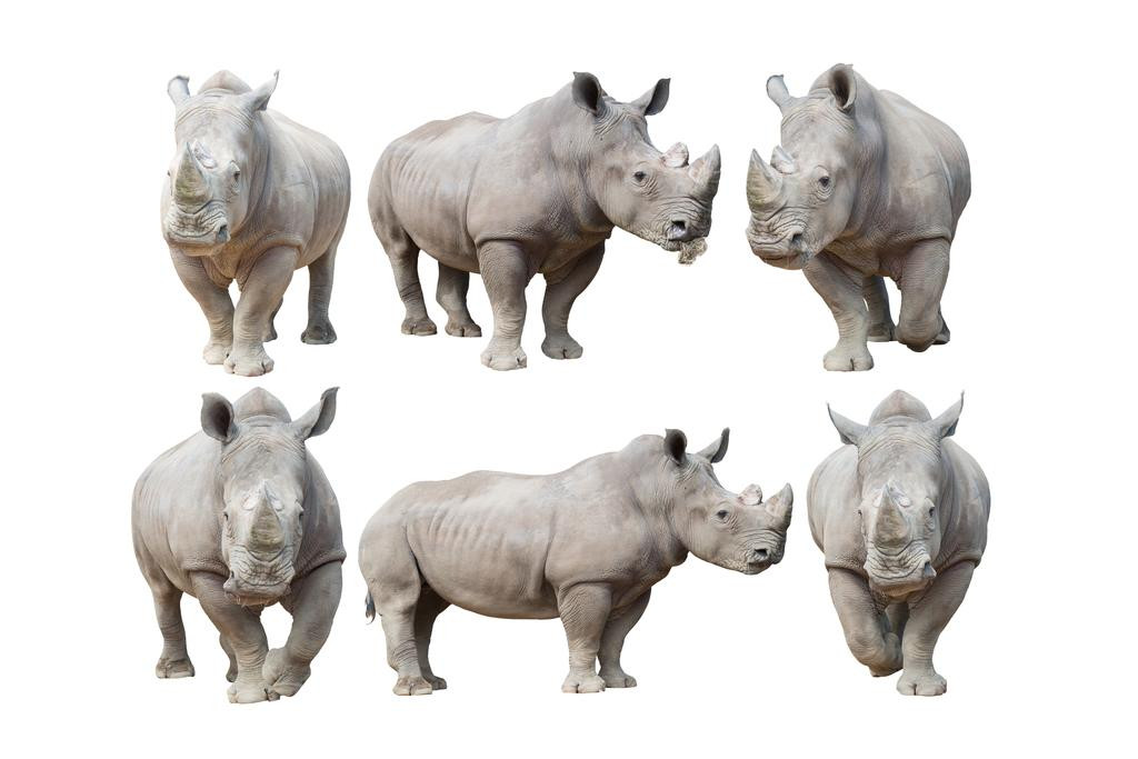 Laminated White Rhinoceros Multiple Views Photo Collage Rhinoceros ...