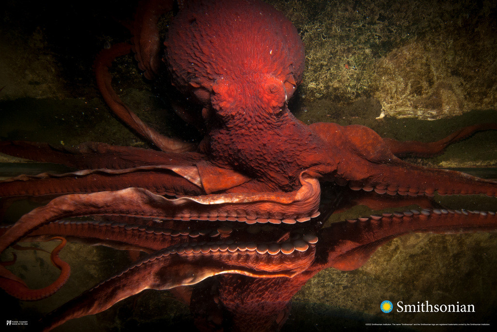 Smithsonian Giant Red Octopus Poster Wall Art - Poster Foundry