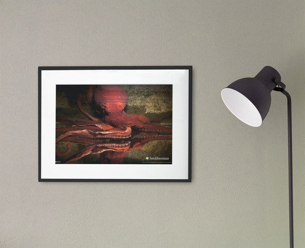 Smithsonian Giant Red Octopus Poster - Poster Foundry