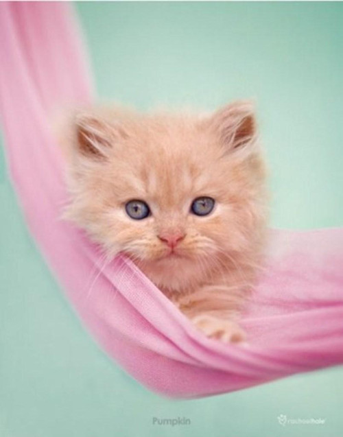 Laminated Pumpkin By Rachael Hale Cute Kitten Posing In Pink Fabric ...