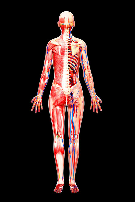 Female Anatomy Human Body Classroom Educational Chart Cool Wall Art ...