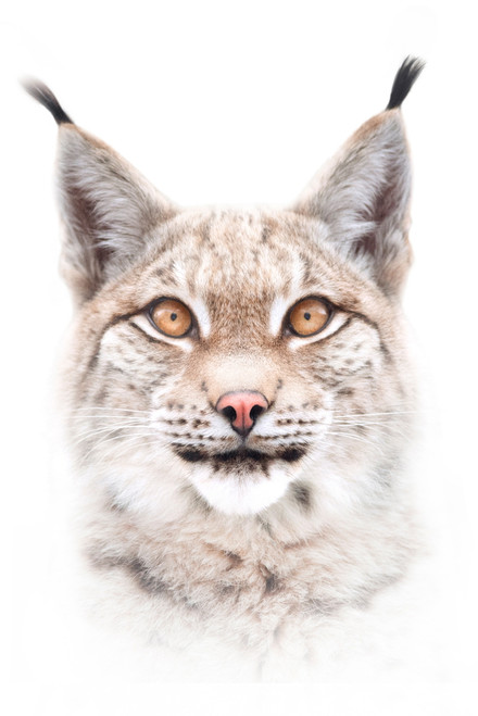 European Lynx Face Portrait Closeup Exotic Big Cat Wild Animal Photo ...
