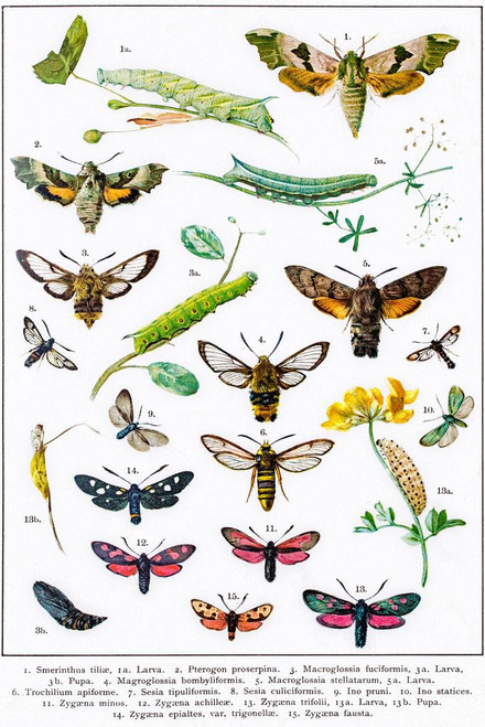 Laminated Hawkmoths Sphingidae and Other Moths of Europe Insect Wall ...