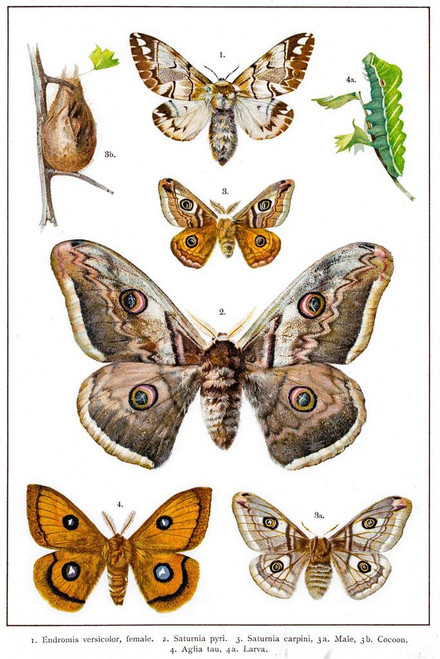 Laminated Kentish Glory Emperor and Tau Emperor Moths of Europe Insect ...