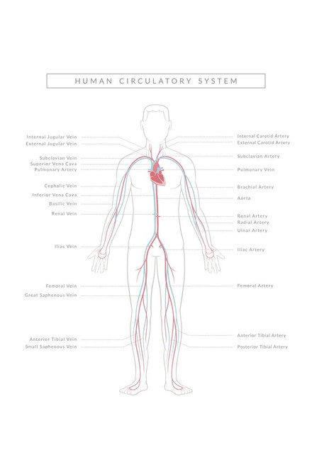 Laminated Human Circulatory System Diagram Educational Chart Poster Dry ...