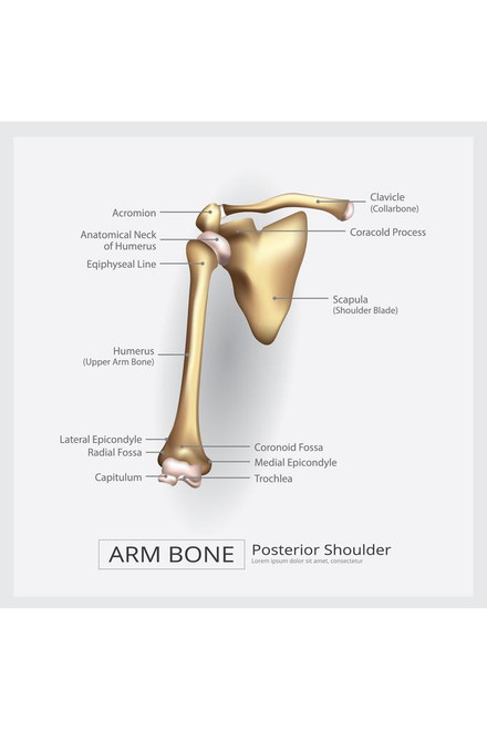 Laminated Human Shoulder Arm Bone Illustration Anatomy Chart Poster Dry ...