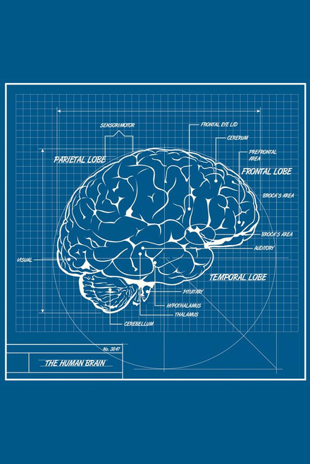 Laminated Human Brain Anatomy Blueprint Illustration Drawing Poster Dry ...