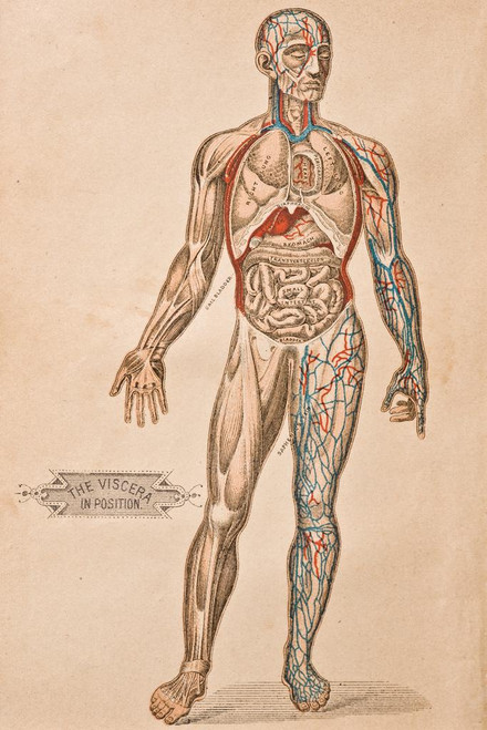 Laminated Antique Medical Illustration Viscera Human Body Chart Poster ...