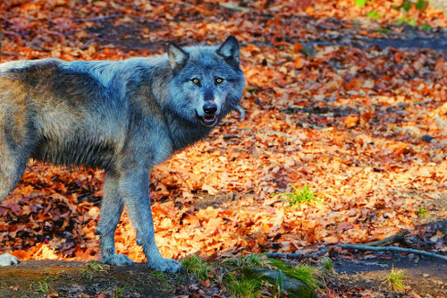 Laminated Pacing Black Wolf Photo Photograph Wolf Posters For Walls Posters Wolves Print Posters ...