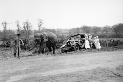 Laminated Heave Ho Elephant Pulling Car Out Of Ditch B&W Photo ...