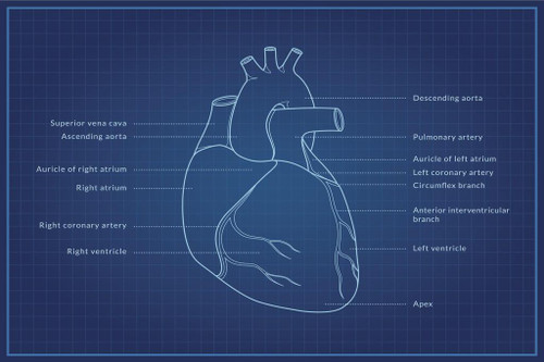 Laminated Human Heart Blueprint Diagram Educational Chart Poster Dry ...