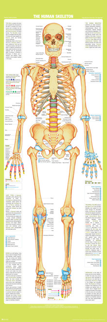 Long Human Skeleton Anterior Anatomy Vertical Chart Body Front Skeletal ...