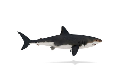 Great White Shark Full Body Isolated 3D Rendering Shark Posters For ...