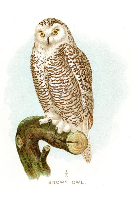 Laminated Snowy owl Vintage lithograph 1897 Poster Dry Erase Wall Art ...