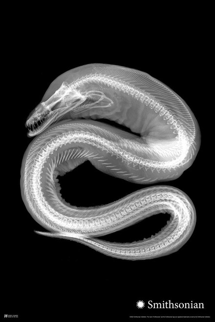 Smithsonian Viper Moray Eel Xray Coastal Nautical Ocean Decor Cool Wall ...