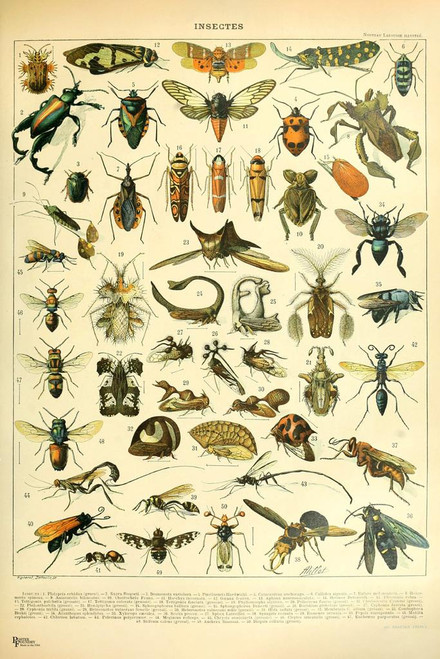 Insects Insects Bugs Bees Wasps Cottagecore Room Decor Chart Bookplate ...