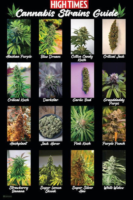 Laminated High Times Cannabis Strains Marijuana Guide Poster Poster Dry ...