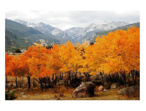 SET OF 3 - Aspen Trees Grove Glowing Orange Rocky Mountain National ...