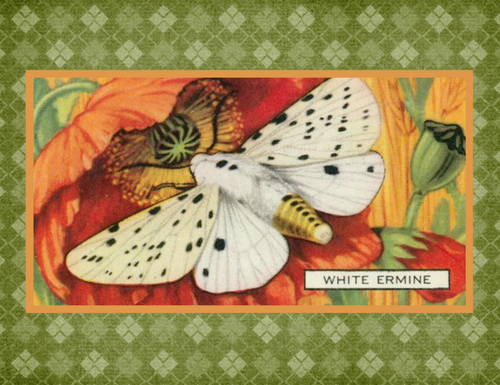 SET OF 3 - White Ermine Butterfly Vintage Advertising Drawing Box of 10 ...