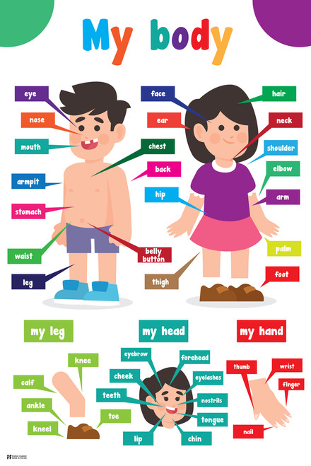 My Body Classroom Poster Cool Wall Art Print Poster 12x18 - Poster Foundry