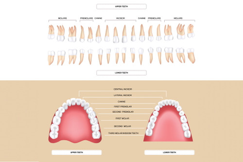 Dental Chart Wall Art Poster Dental Office Decor Nursing School ...