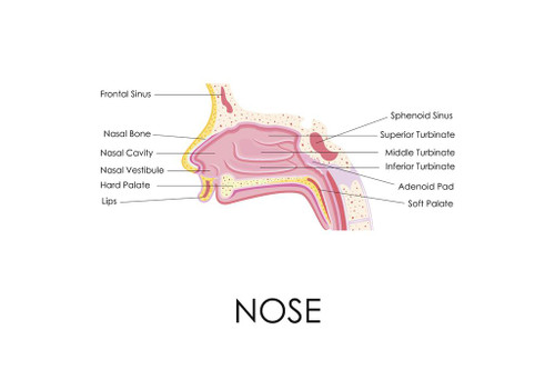 Human Nose Anatomy Diagram Educational Chart Cool Wall Art Print Poster ...