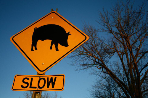 Pig Crossing Rural Kentucky Road Directional Sign Photo Photograph Cool ...