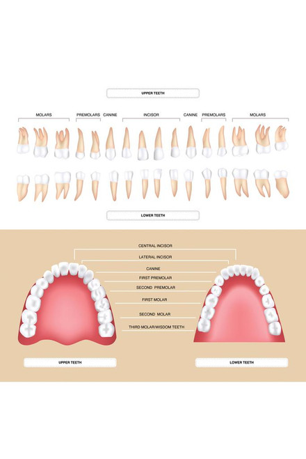 Laminated Human Dental Anatomy Permanent Tooth Diagram Educational ...