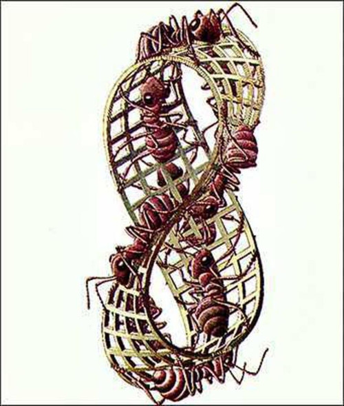 M.C. Escher Mobius Strip Ants Optical Illusion Lithograph Art Laminated ...