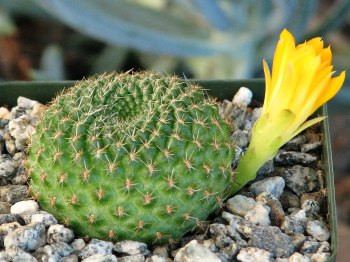 Rebutia Muscula Cactus Plant - Cactus Limon