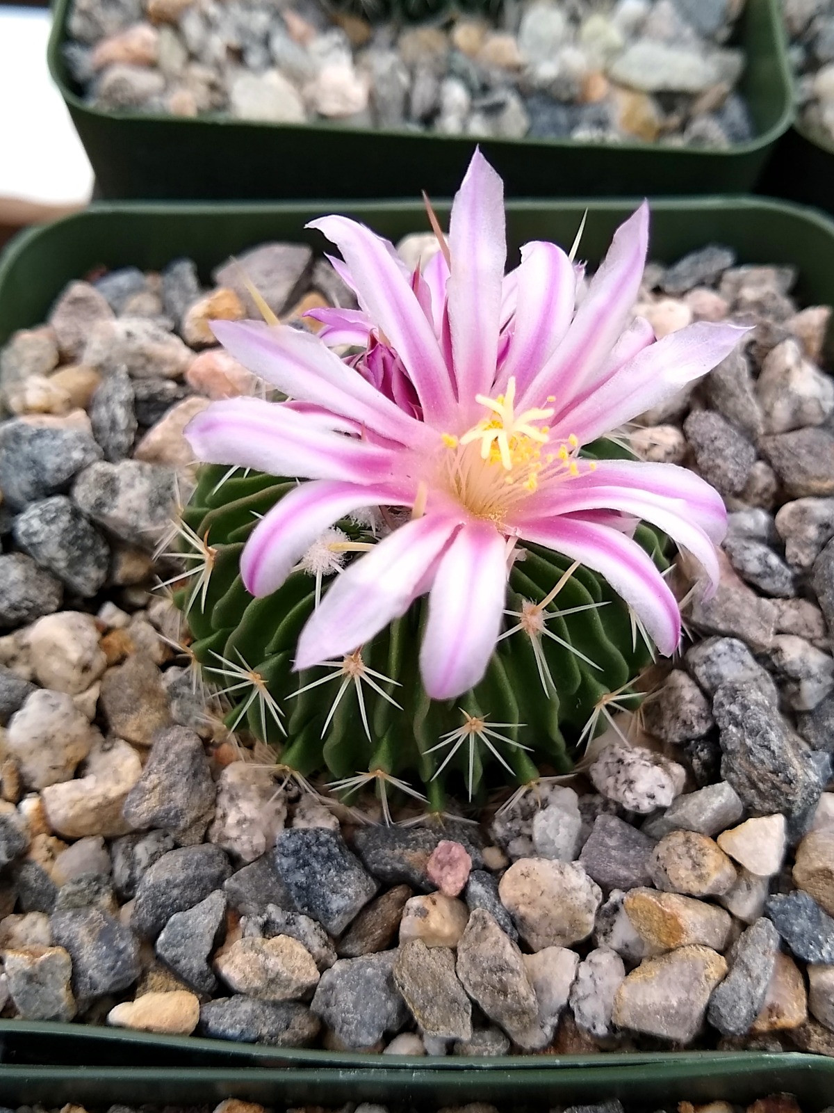 Cactus Limon Cactus and Succulent Plants, Dish Gardens, Wedding Plants ...