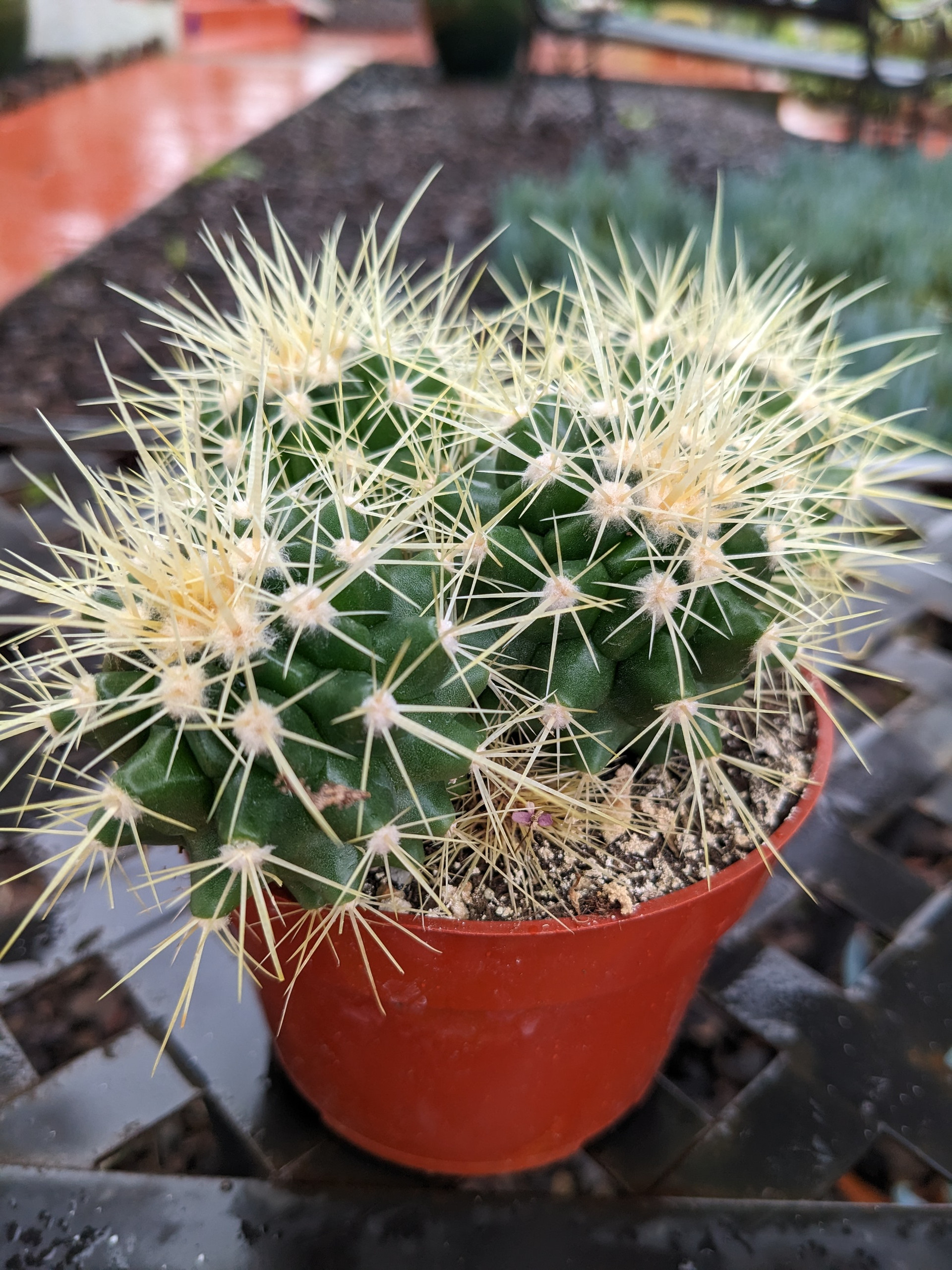 Cactus Limon Cactus and Succulent Plants For Sale