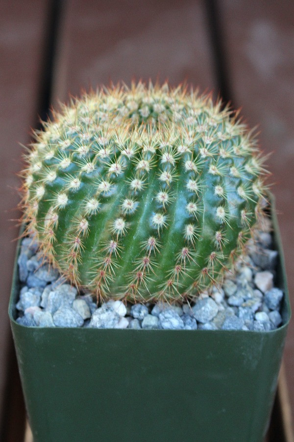 Notocactus Magnificus Cactus Plant - Cactus Limon