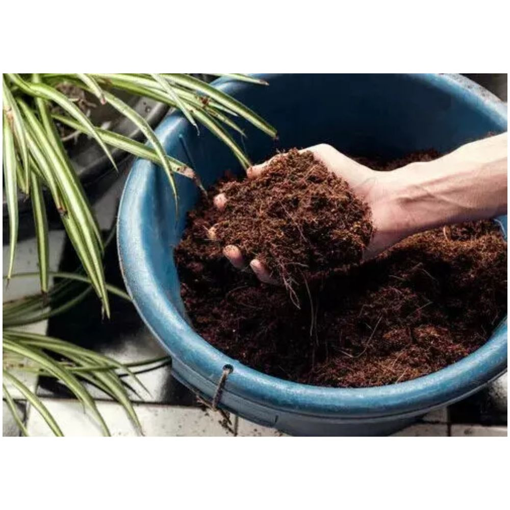 Miracle-Gro Mediterranean & Citrus Peat Free Special Plants Compost ...