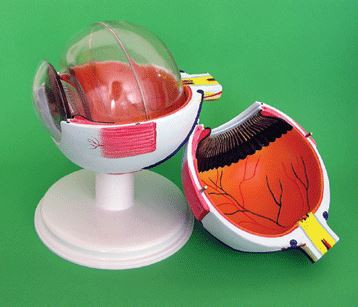 Eye Model - accuspire